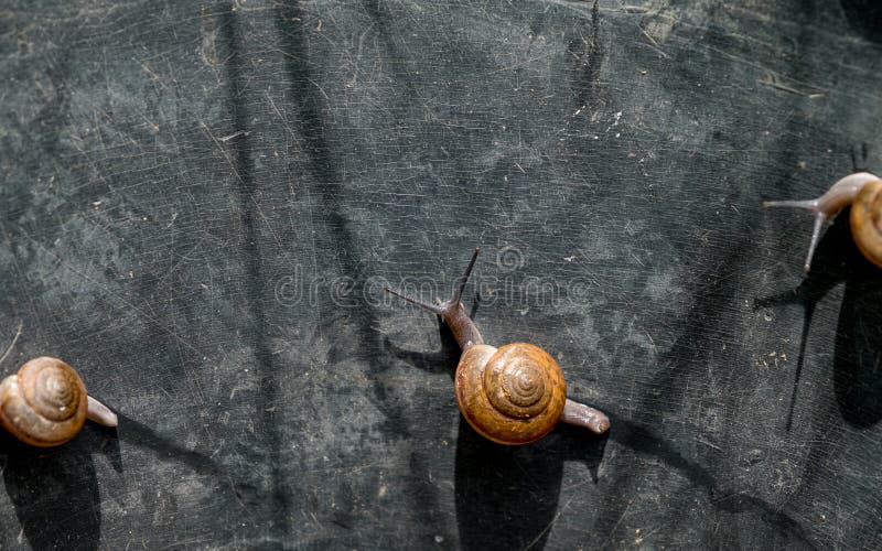 Close up photo - Snail stock image. Image of black, close - 158177305