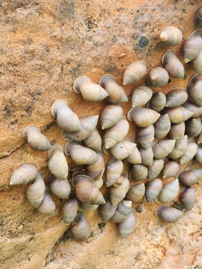 Group of Snail on Rock in Salalah, Oman Stock Photo - Image of crop ...