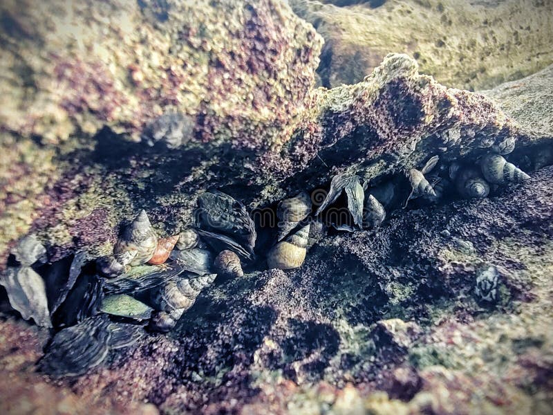 Group of snails capture stock photo. Image of geology - 243610090