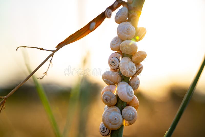 Group of snails stock image. Image of closeup, blade - 181511773