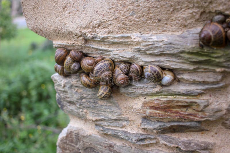 A Group of Snails Living Together Stock Image - Image of natural, macro ...