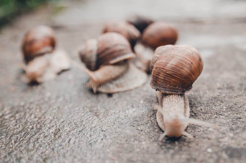 A Group of Snails Outdoors on the Ground Stock Image - Image of ...
