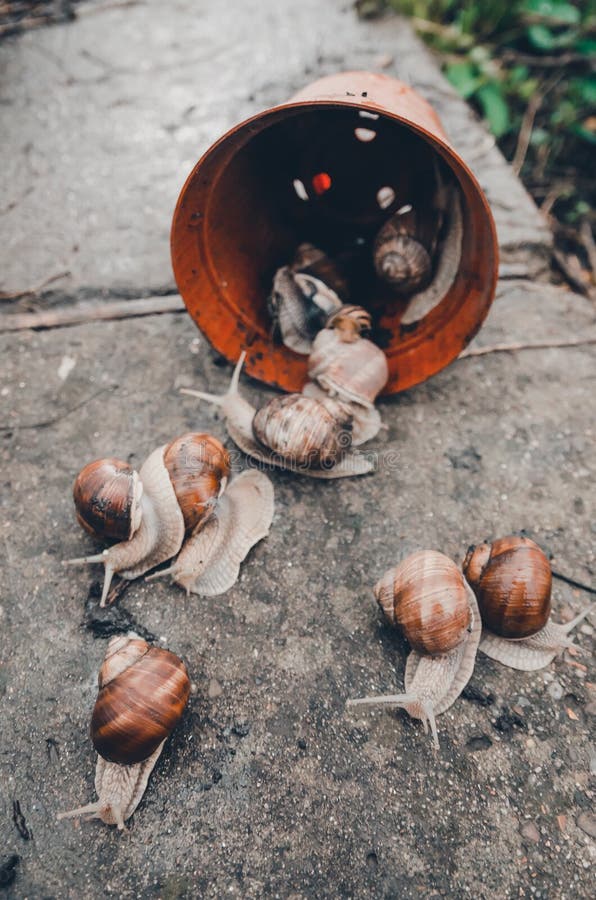 A Group of Snails Outdoors on the Ground Stock Image - Image of garden ...