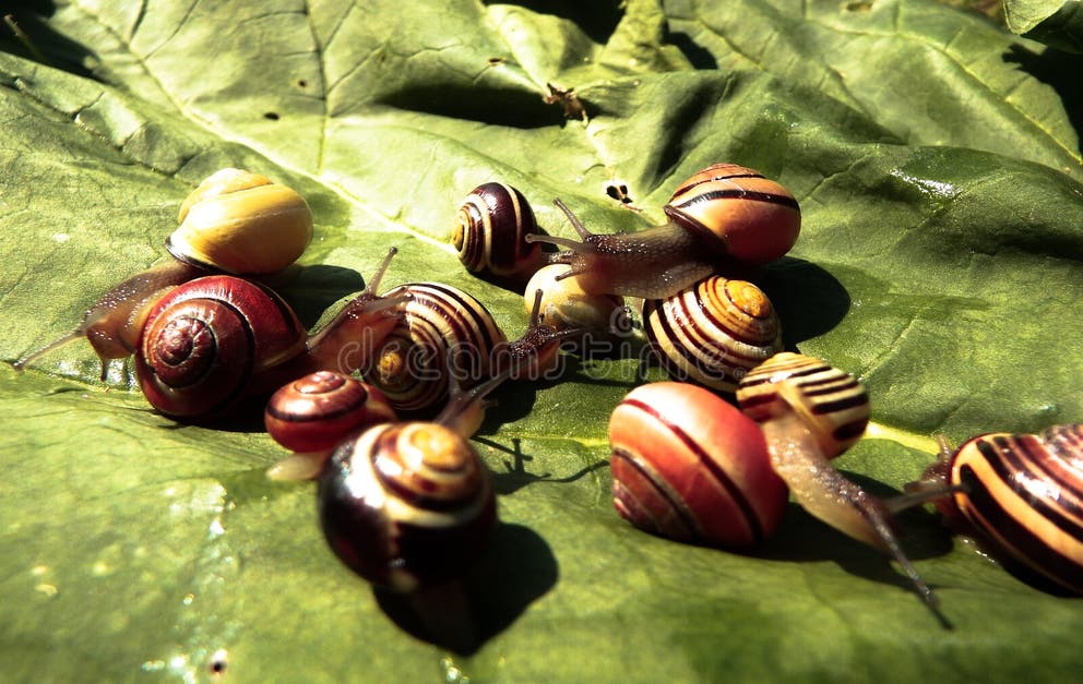 Group of snails stock image. Image of garden, food, snails - 46573719