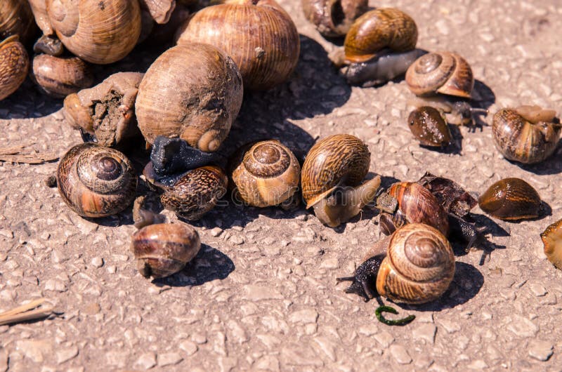 Group of snails on road stock photo. Image of mollusk - 211087162