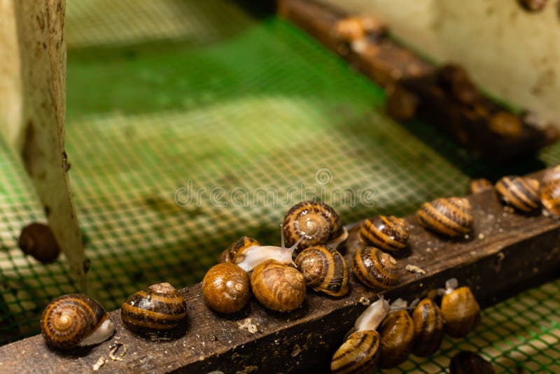 A Group of Snails. Snail Farm Stock Photo - Image of wildlife ...