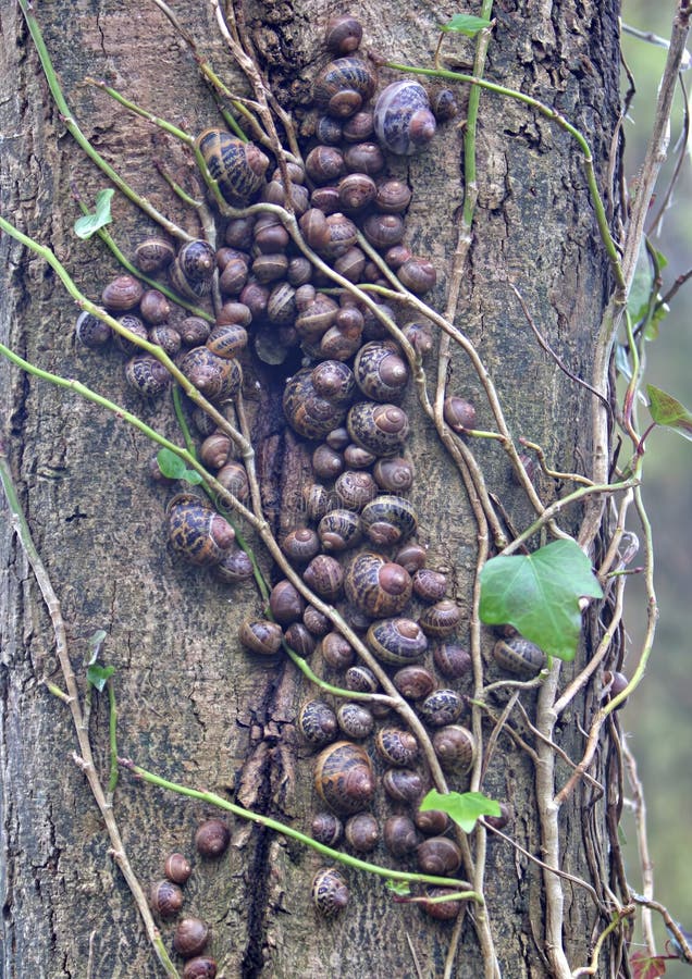 Group of snails on a tree stock photo. Image of anuimals - 360163264