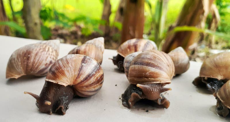 A Group of Snails on the Wall Stock Photo - Image of healthy, wildlife ...