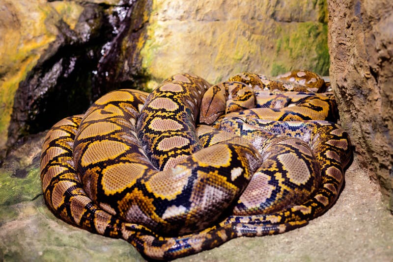 Group of snakes stock image. Image of corn, brown, yellow - 47625111