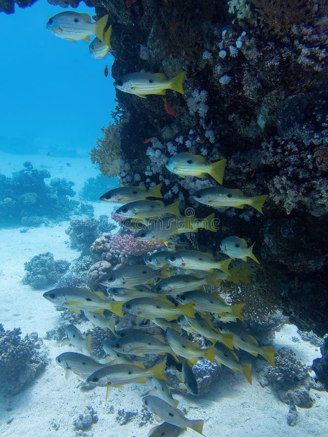 Group of Snapperfish in the Coral Reef during a Dive in Bali Stock ...