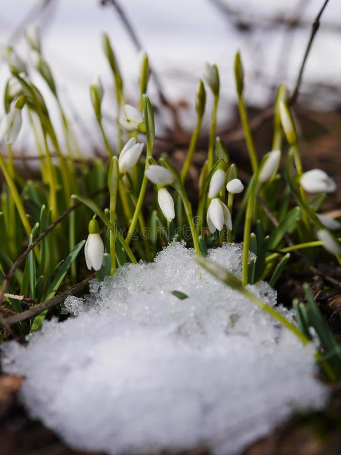 Group of Snowdrop Flowers Growing in Snow Stock Photo - Image of flower ...