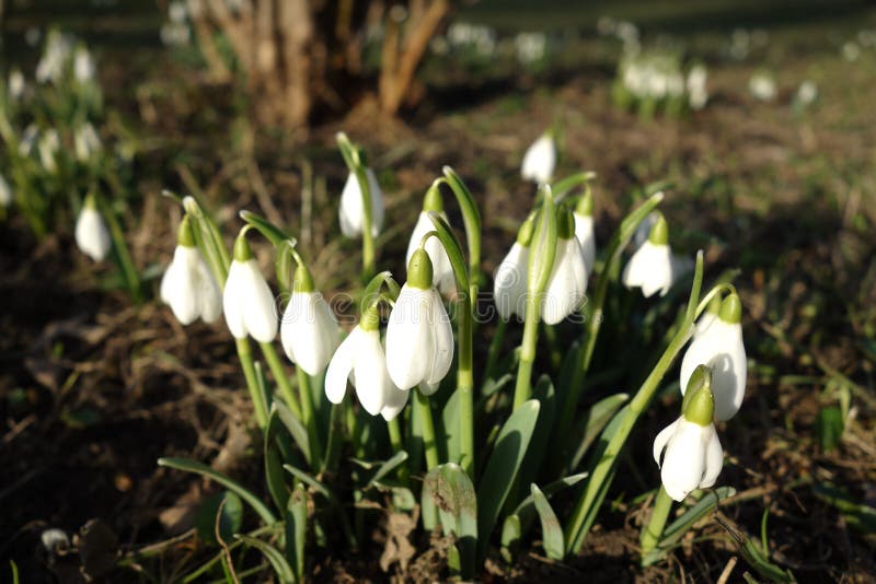 Group of Snowdrops on Field Stock Image - Image of spring, nivalis ...