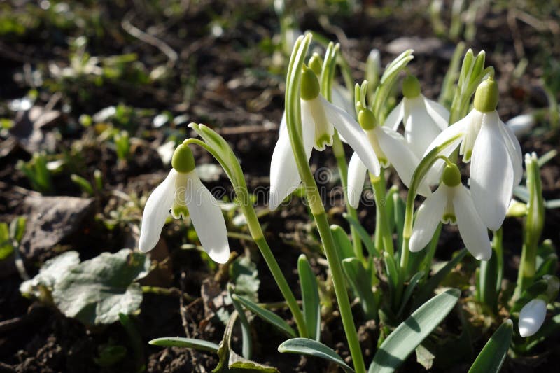 Group of Snowdrops on Field Stock Photo - Image of fresh, close: 87305732