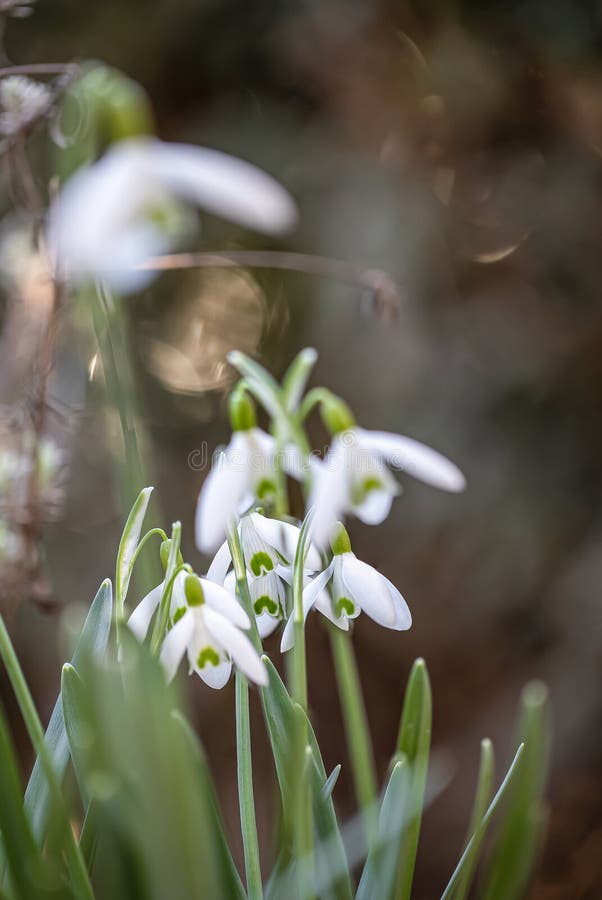 A Group of Snowdrops (Galanthus) in Full Bloom Stock Photo - Image of ...