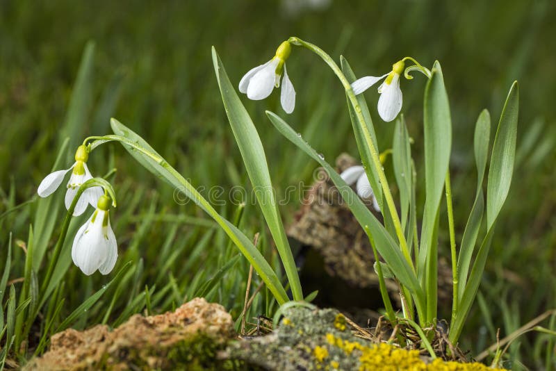 Two Snowdrops in the Meadow Stock Photo - Image of botany, flower ...