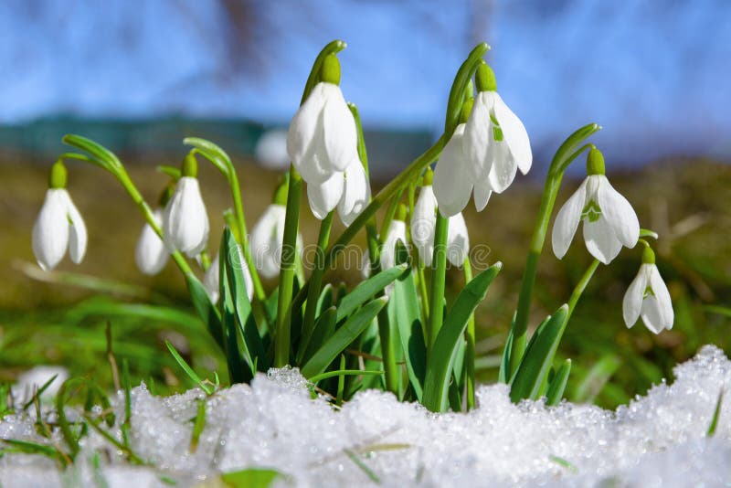 Group of Snowdrops in the Snow, Spring Flowers Stock Image - Image of ...
