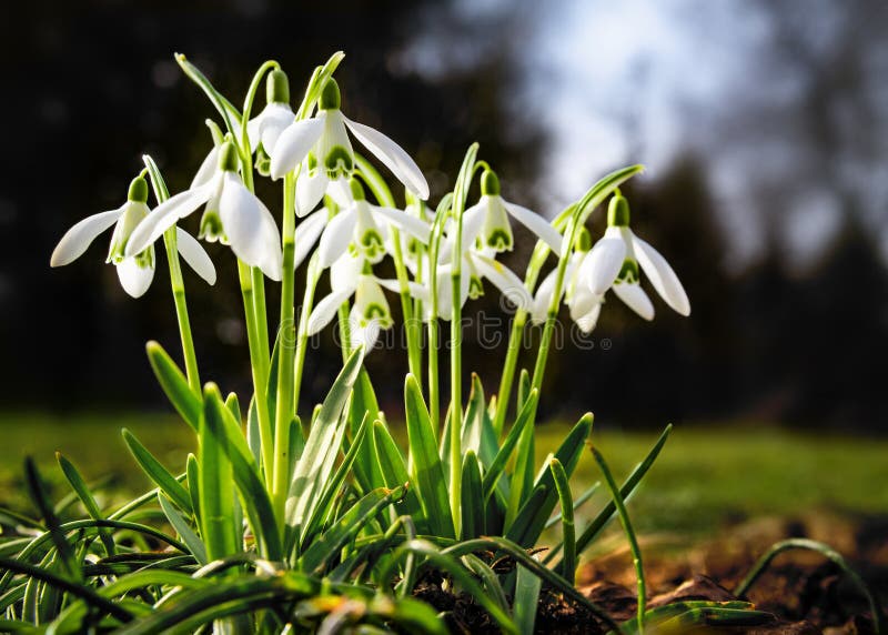Group of Snowdrops in Spring Stock Photo - Image of meadow, background ...