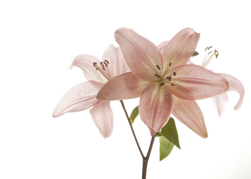 Group of Soft Pink Lilies on White Background Stock Photo - Image of ...