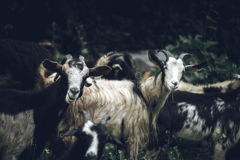 Group of Spanish Goats in a Field Stock Image - Image of countryside ...