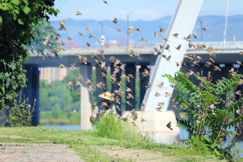 Flying sparrows stock image. Image of life, wild, montanus - 157651069