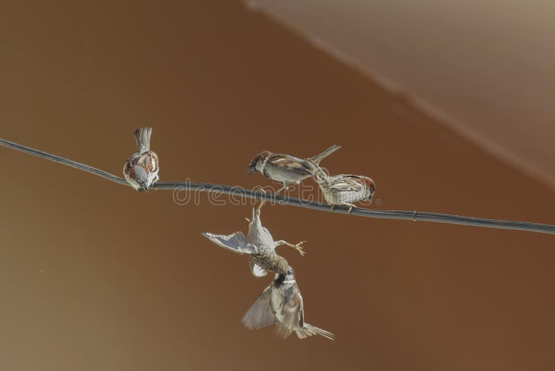 Group of sparrows fighting stock photo. Image of ornithology - 217279018