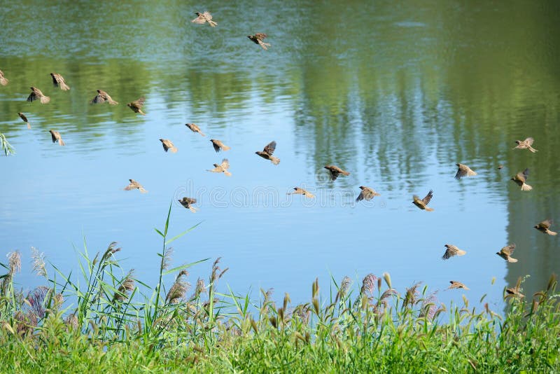 Flying sparrows stock photo. Image of animal, life, nature - 158060282