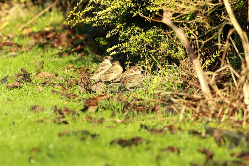 A Group of Sparrows in a Garden Stock Photo - Image of earth, feeder ...