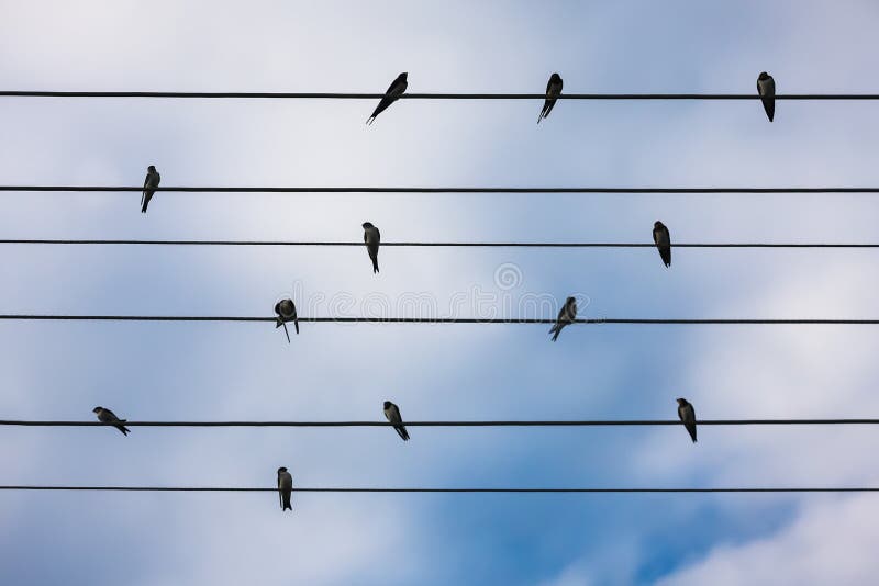 A Group of Sparrows Gathers on Power Lines Stock Photo - Image of dozen ...