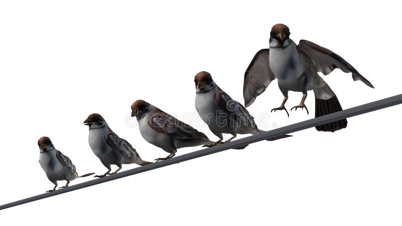 A group of sparrows stock image. Image of isolated, group - 122418473