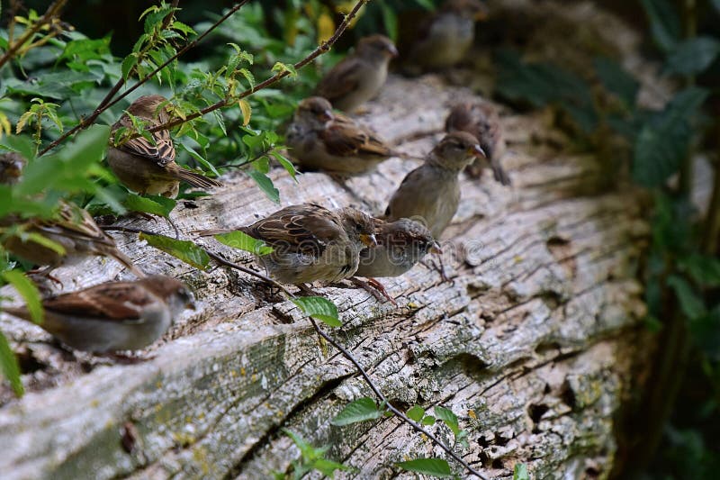 Group of Sparrows Perched Atop a Wooden Log in a Tranquil Forest ...