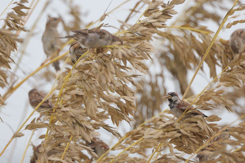 Sparrows Perched on Dried Wheat Stalks Stock Photo - Image of natural ...