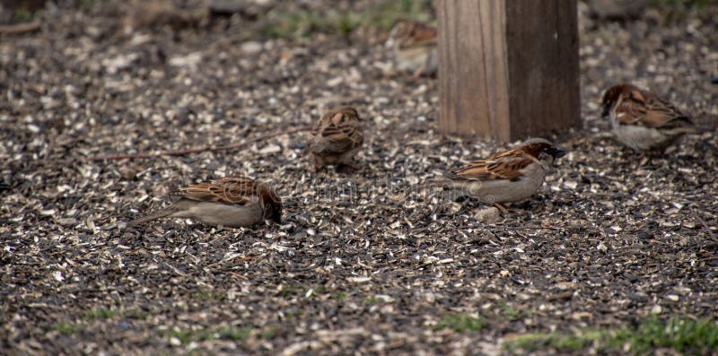 Group of Sparrows Resting on the Ground Stock Image - Image of tiny ...