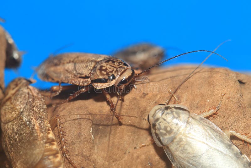 Speckled cockroach stock photo. Image of cinerea, north - 116516830