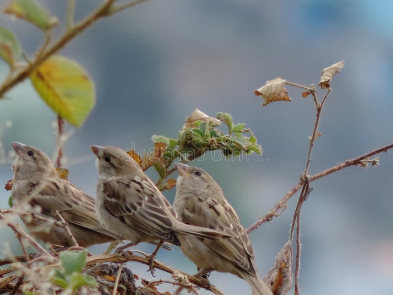 Group of spero stock image. Image of branch, grouo, little - 90102213