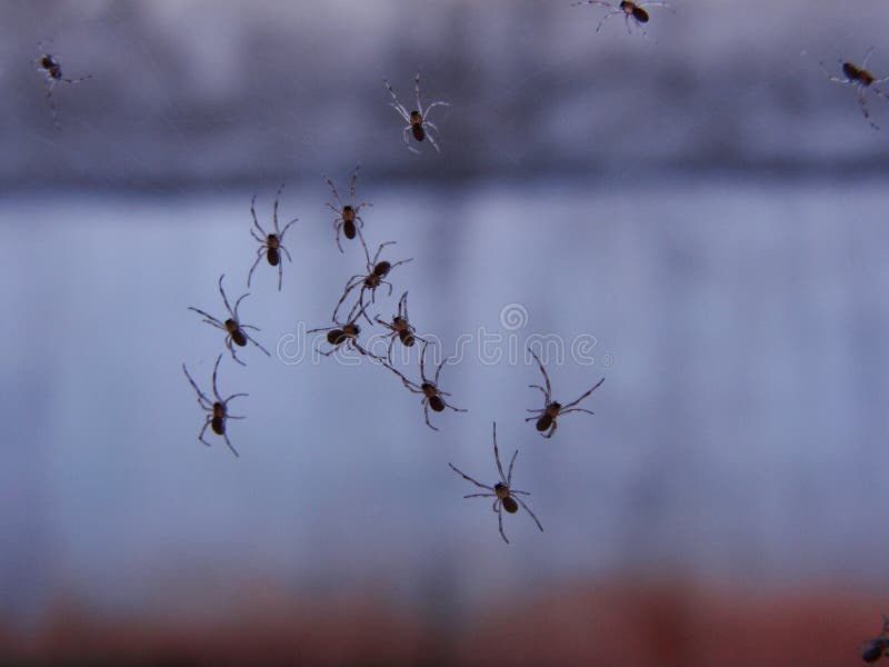 Group of spiders stock photo. Image of effect, group - 124556390
