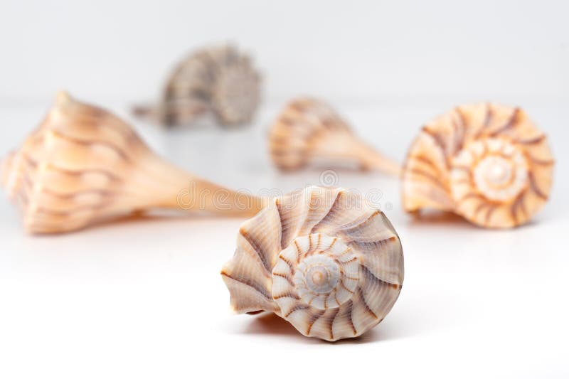 Group of Spiral Seashells on White Background Stock Image - Image of ...