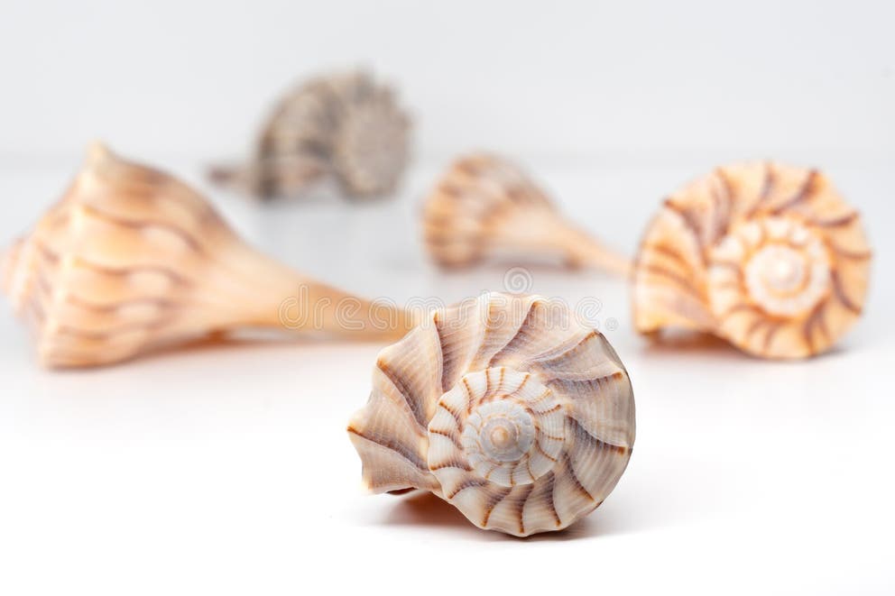 Group of Spiral Seashells on White Background Stock Image - Image of ...