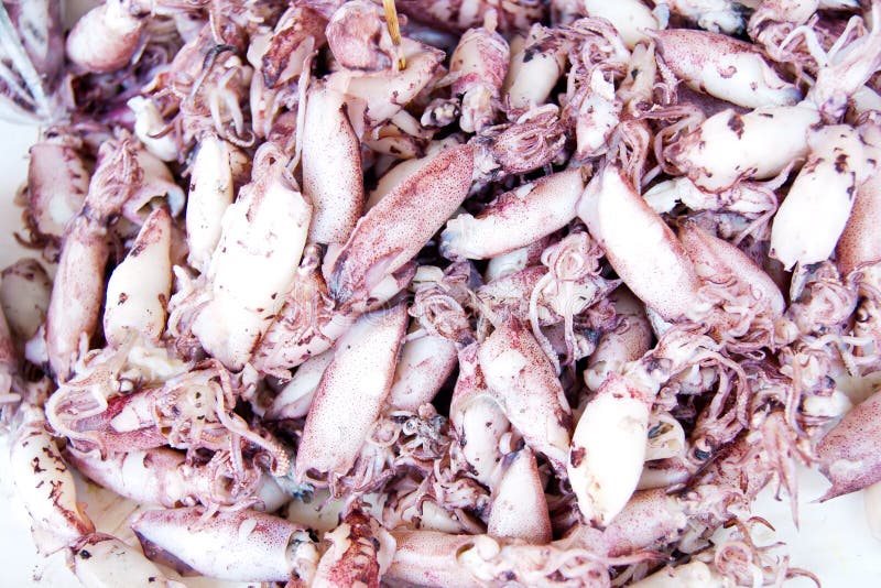 Group of Splendid Squid stock image. Image of season - 33020077