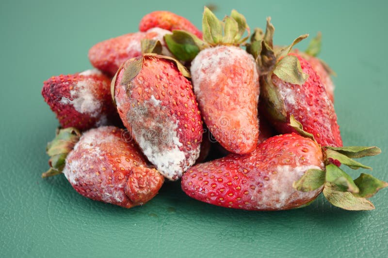Moldy Strawberries Stacked on a Green Surface in a Kitchen Setting ...