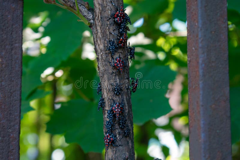 A Group of Spotted Lanternfly Nymphs Resting on a Small Tree Stock ...