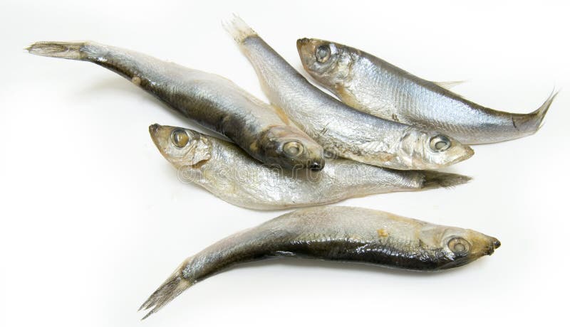 Group of Sprat fish stock photo. Image of sustainable - 11573374