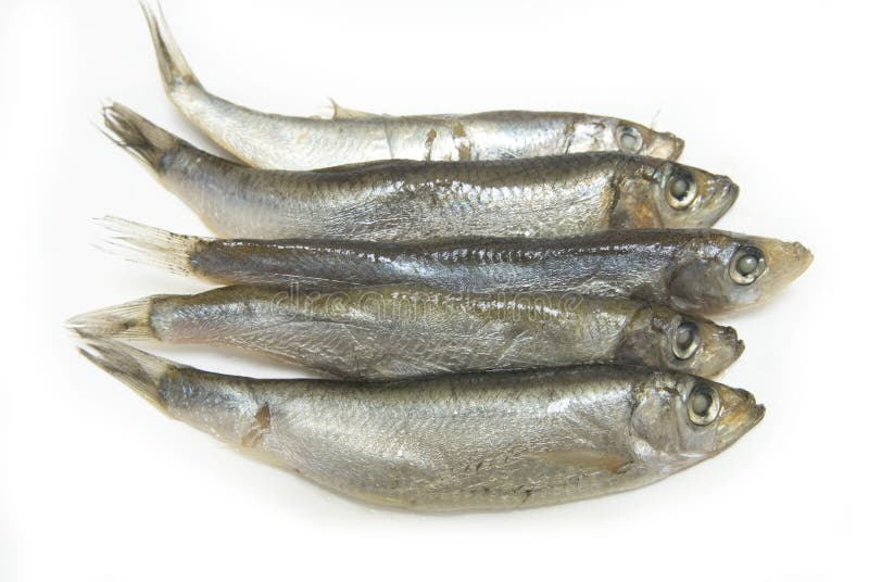 Group of Sprat fish stock image. Image of studio, sprats - 11573409