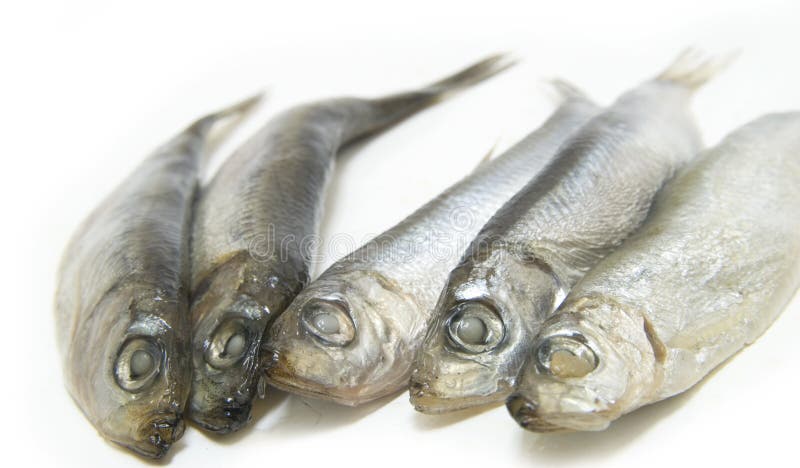 Group of Sprat fish stock photo. Image of healthy, white - 11573432