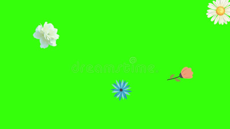 Group of Spring Flowers Animation Elements on Green Screen Chroma Key ...