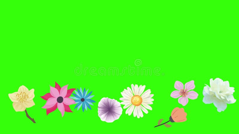 Group of Spring Flowers Animation Elements on Green Screen Chroma Key ...