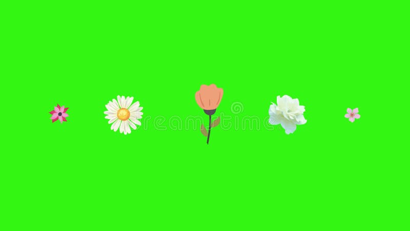 Group of Spring Flowers Animation Elements on Green Screen Chroma Key ...