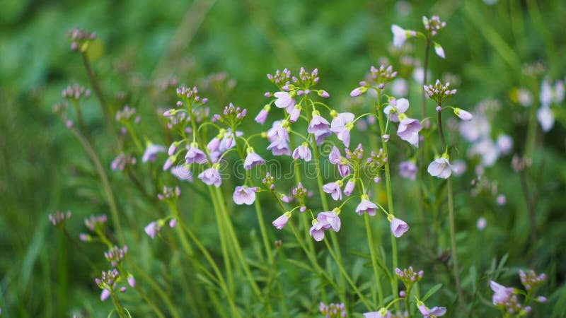 A Group of Spring Flowers with Nice Bokeh Stock Photo - Image of ...