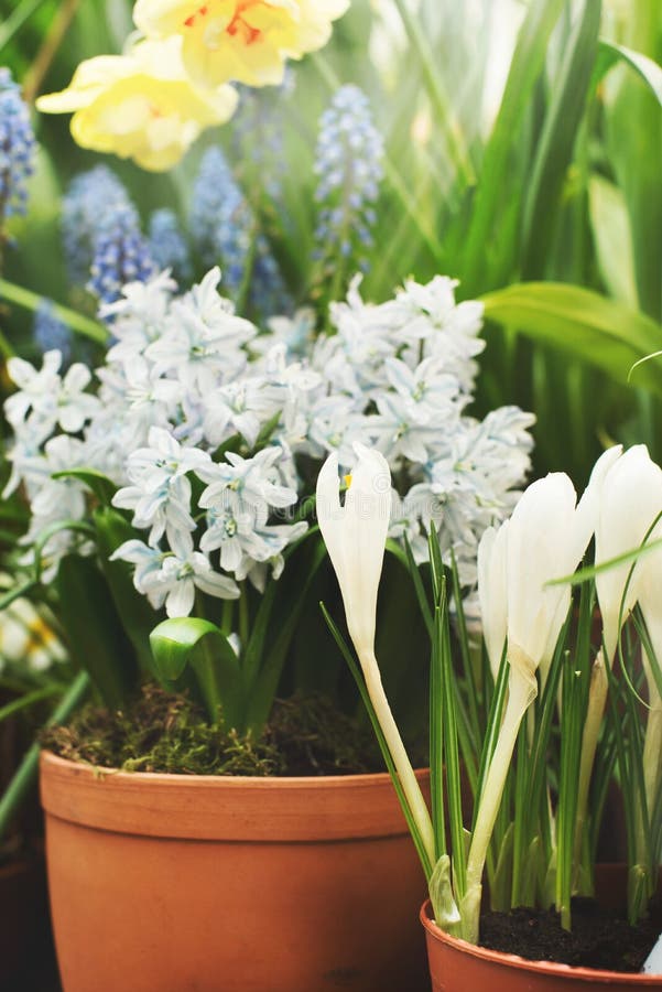 Group of Spring Flowers in a Pots Stock Photo - Image of green, crocus ...