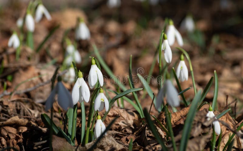 A Group of Spring Flowers Snowdrop in the Forest Environment Stock ...