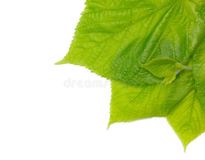 Spring green leaf stock photo. Image of green, color - 220092124